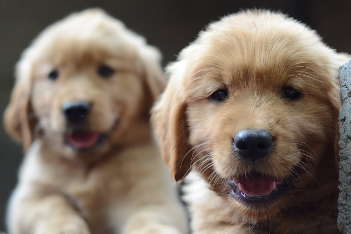 Golden-Retriever-Welpen bei Kontrolle entdeckt: Handel mit Hunden boomt