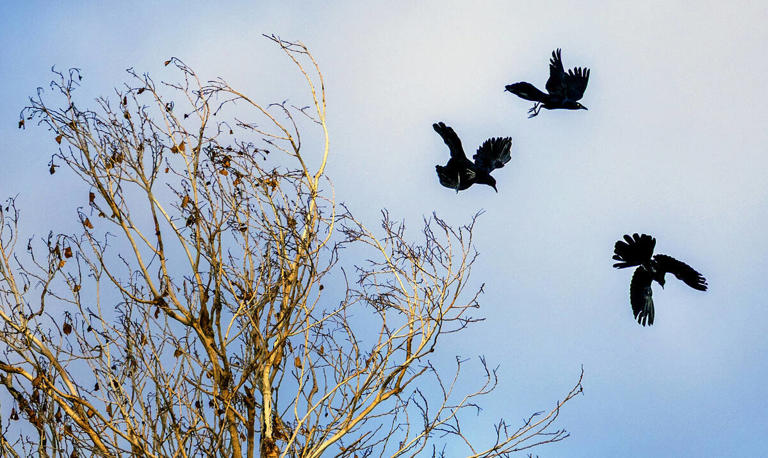 Climate change gives Las Vegas bird count new meaning
