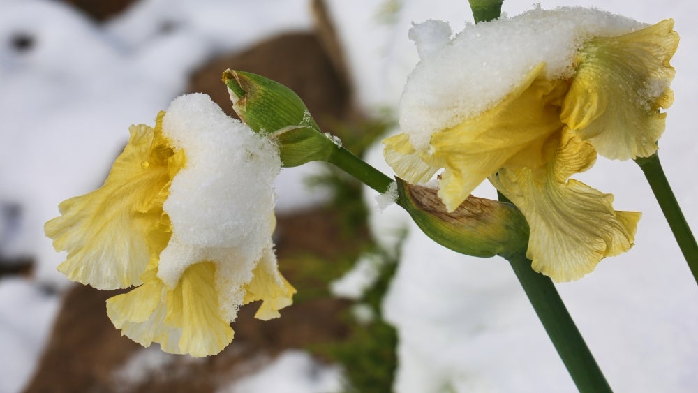 Big winter temperature shifts may be putting your plants at risk