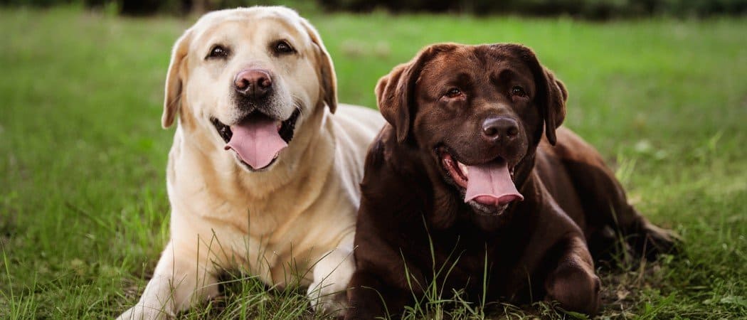 10 of the best dog names worldwide