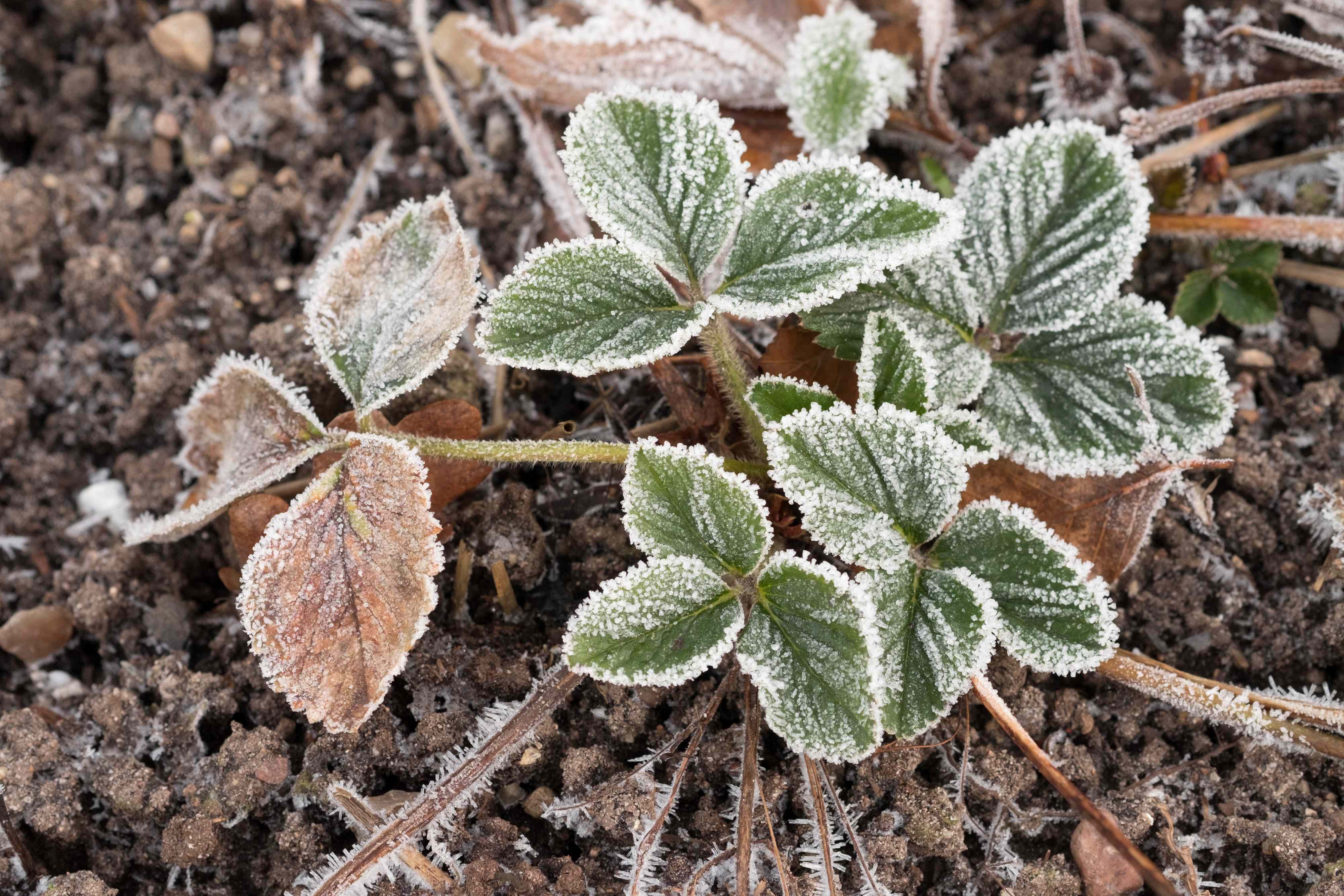 5 must-know tips for protecting your plants from frost heaving this winter