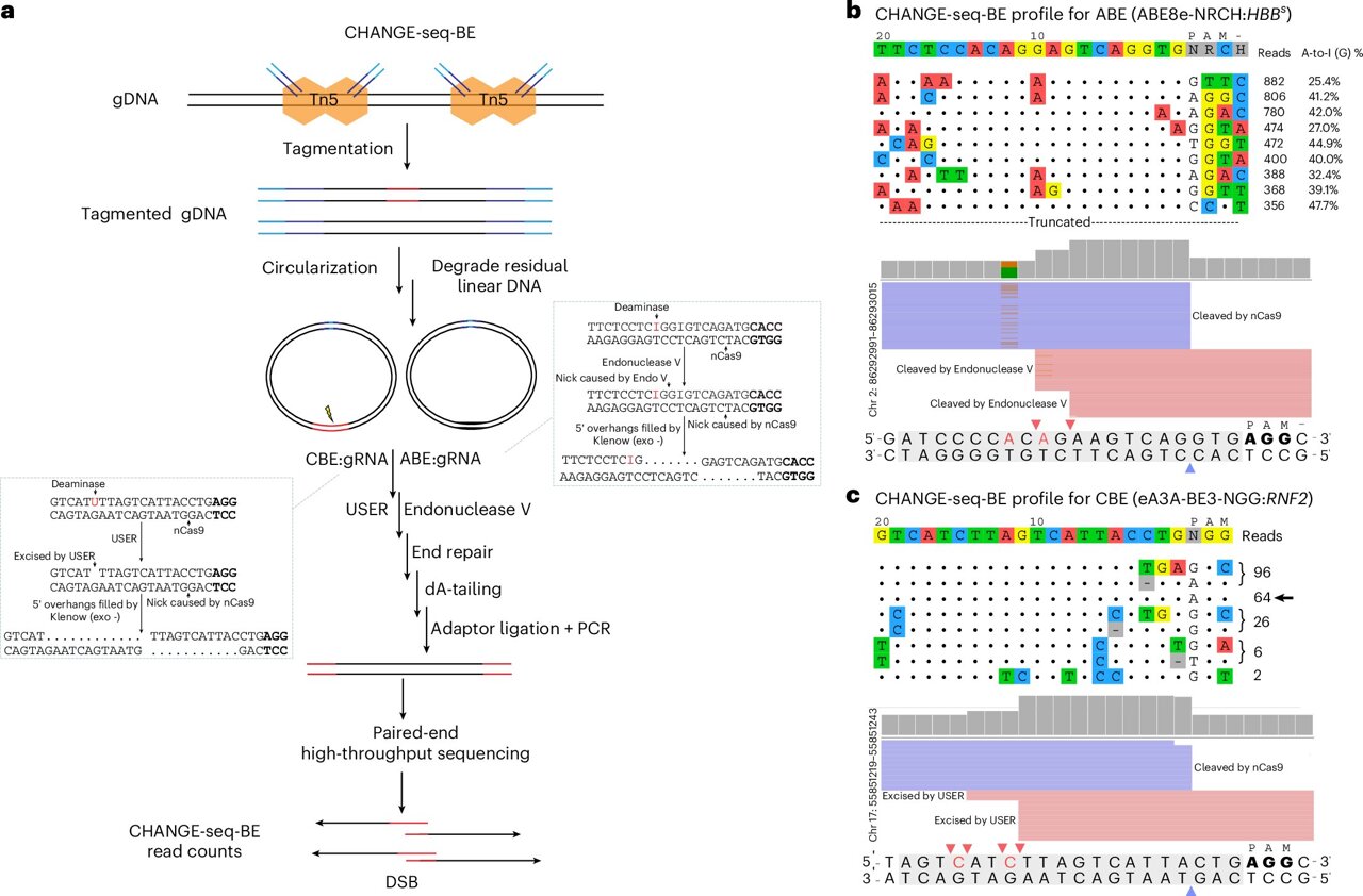 A better way to detect off-target genome changes from base editors