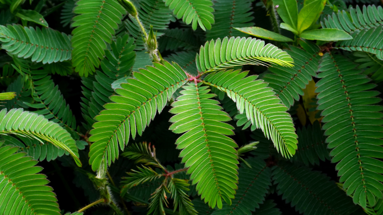 Beneficios de la mimosa pudica, la planta que reacciona al tacto