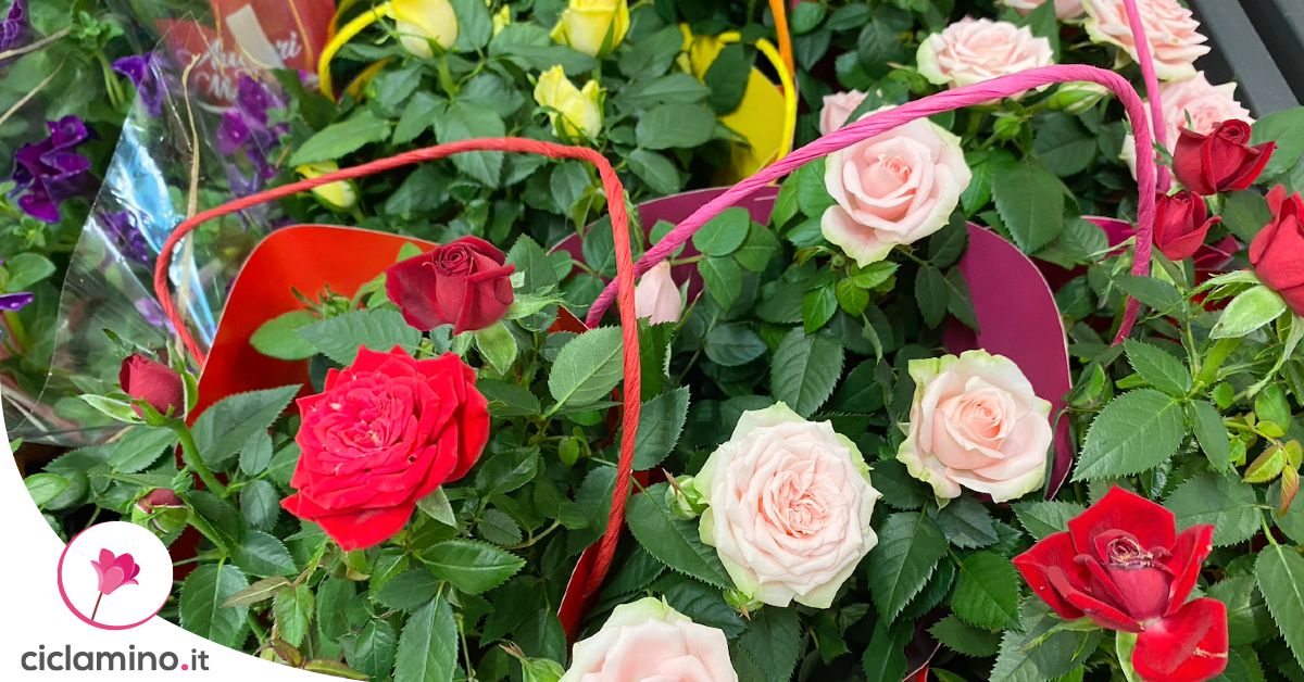 Perché alcune rose cambiano colore durante la fioritura