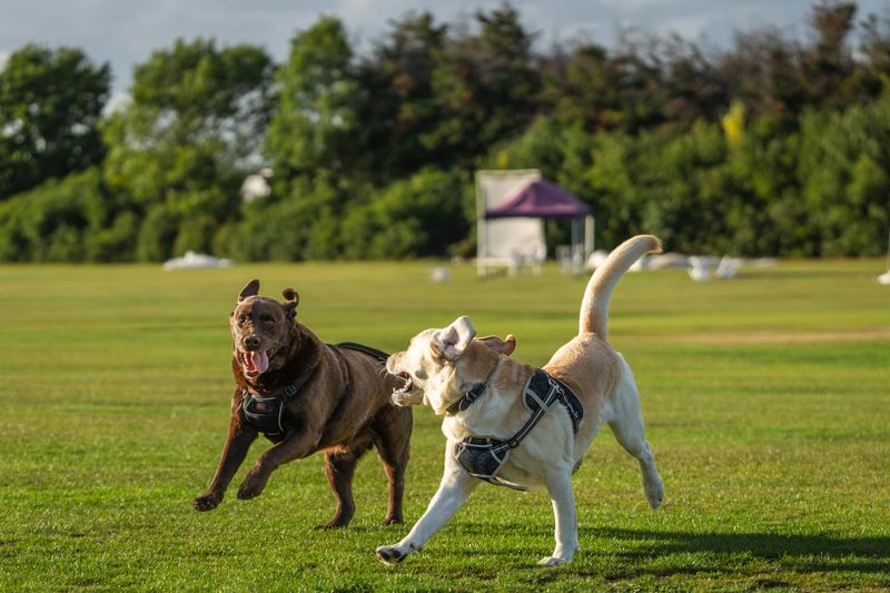 These are the breeds that have led the world to define dogs as 'man’s ...