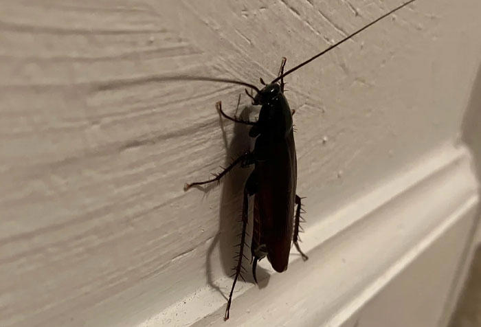 43 creepy things found in “normal” people’s homes