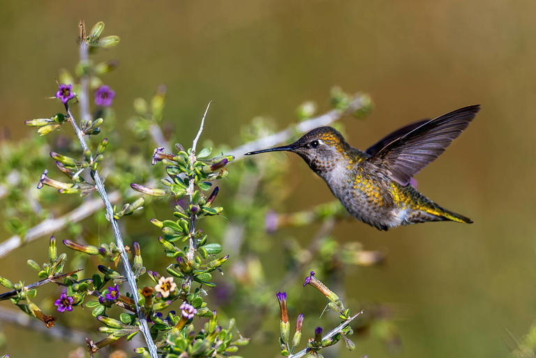 Climate change gives Las Vegas bird count new meaning