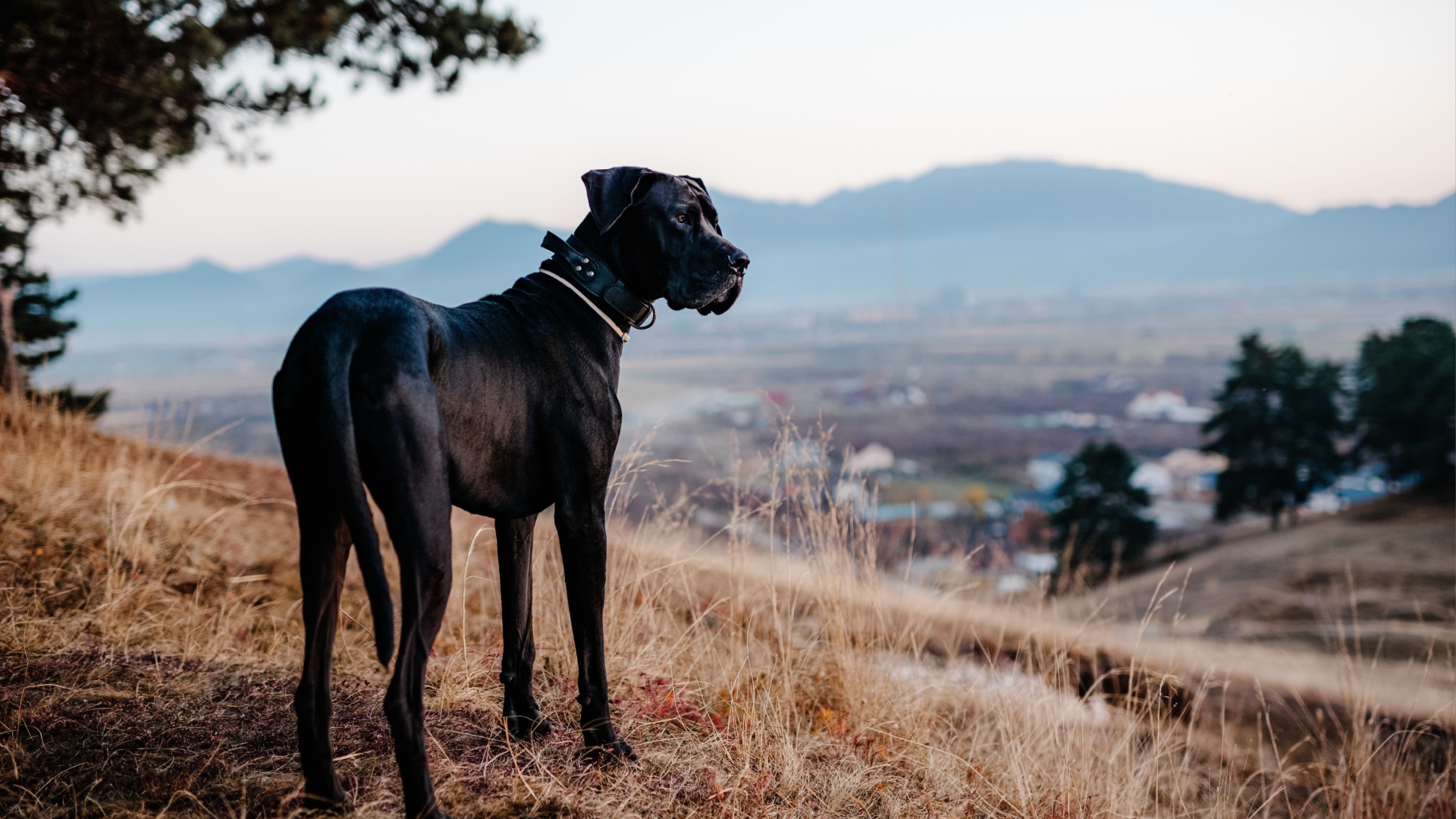 11 calm and composed dog breeds that rarely get stressed