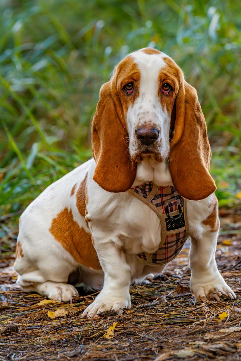 11 calm and composed dog breeds that rarely get stressed