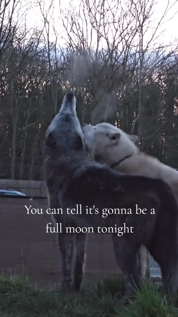 Wolves howl as night falls before the full moon