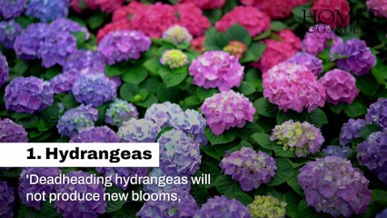 Plants you should never deadhead