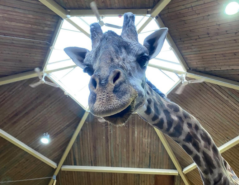 Toronto Zoo’s 13-year-old giraffe dies after being caught in 'tragic ...