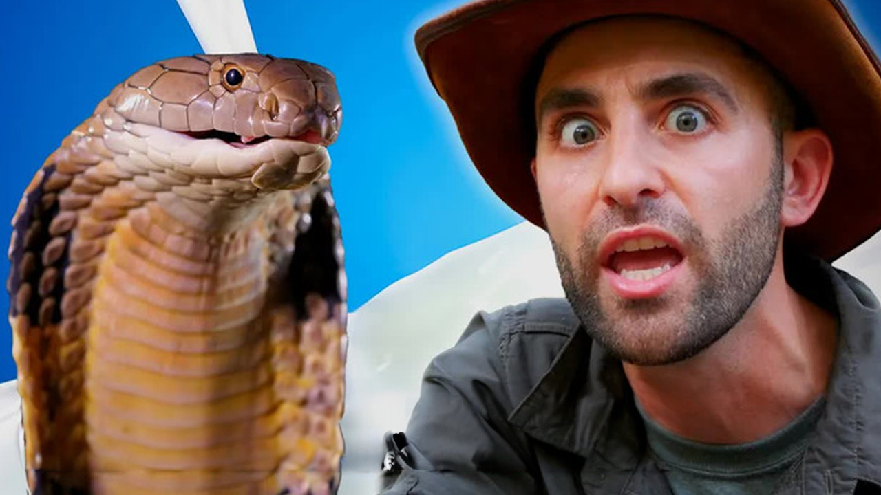 King cobra: deadliest venom milking