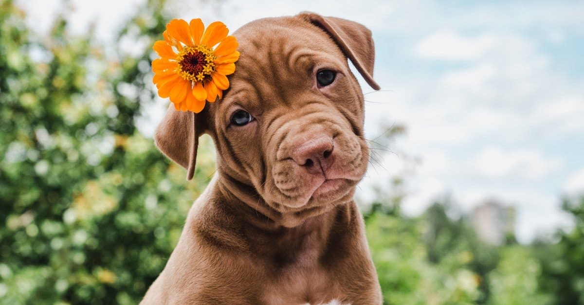 10 of the best dog names worldwide
