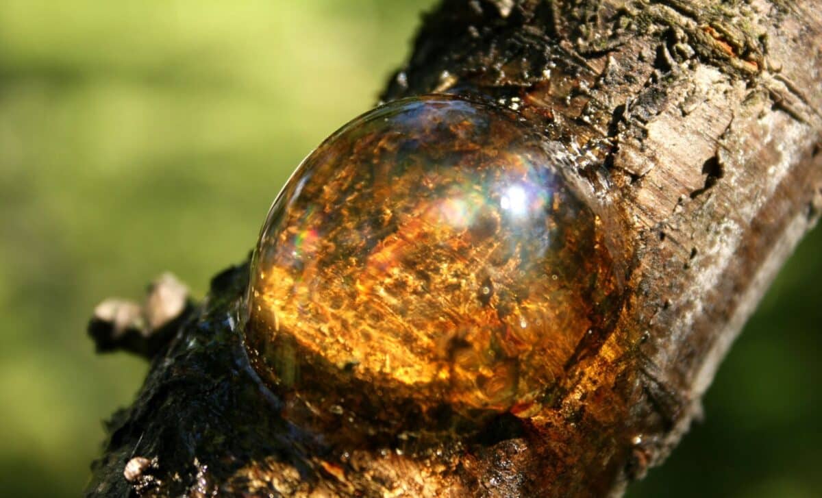 This ancient insect was found in amber… then scientists saw something ...
