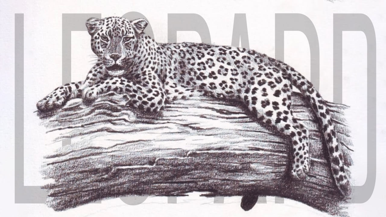Leopard drawing tutorial for beginners and animal artists