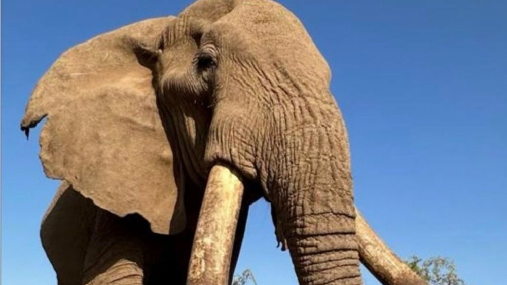 Weltberühmter Elefant Craig im Alter von 54 Jahren gestorben