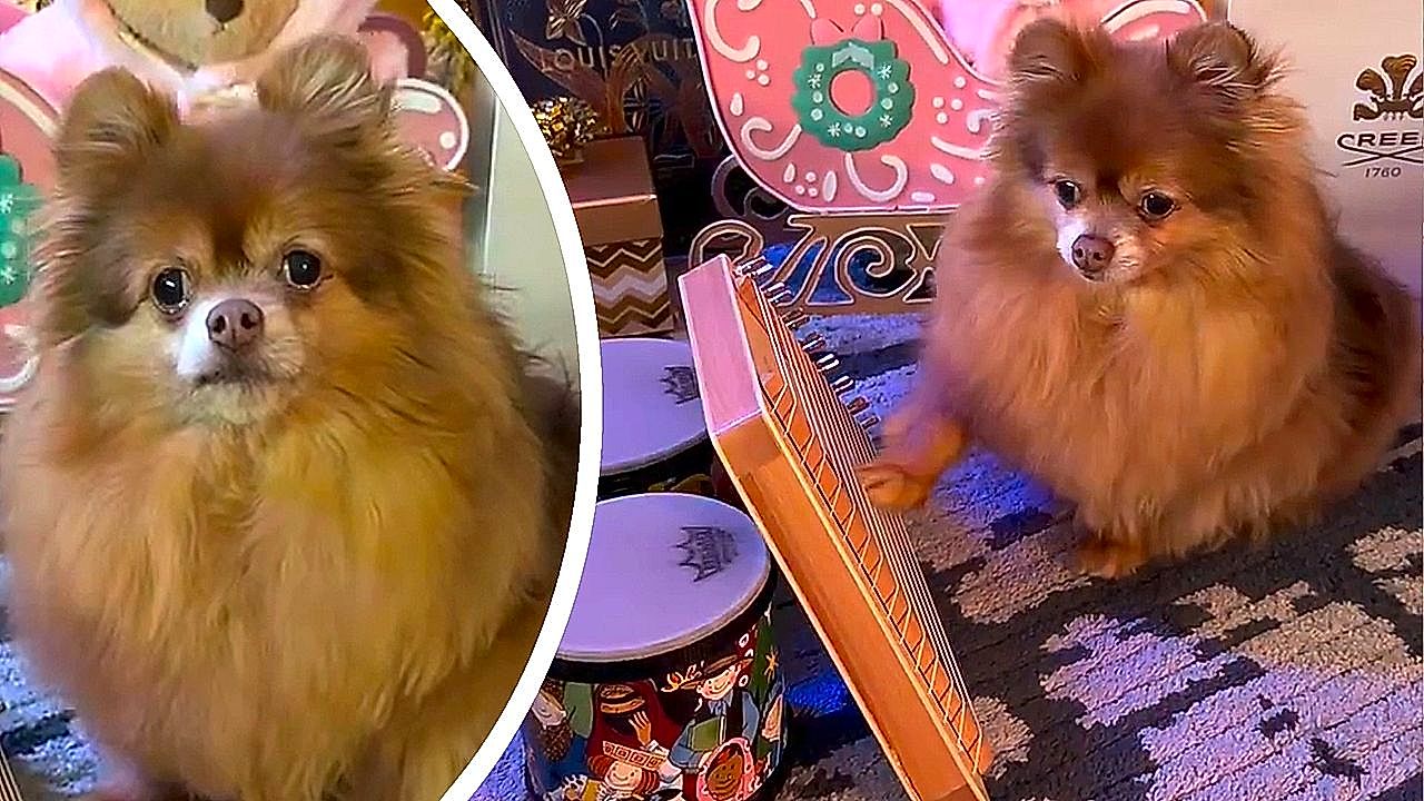 A pet-friendly musical! This little Pomeranian captivates everyone with ...