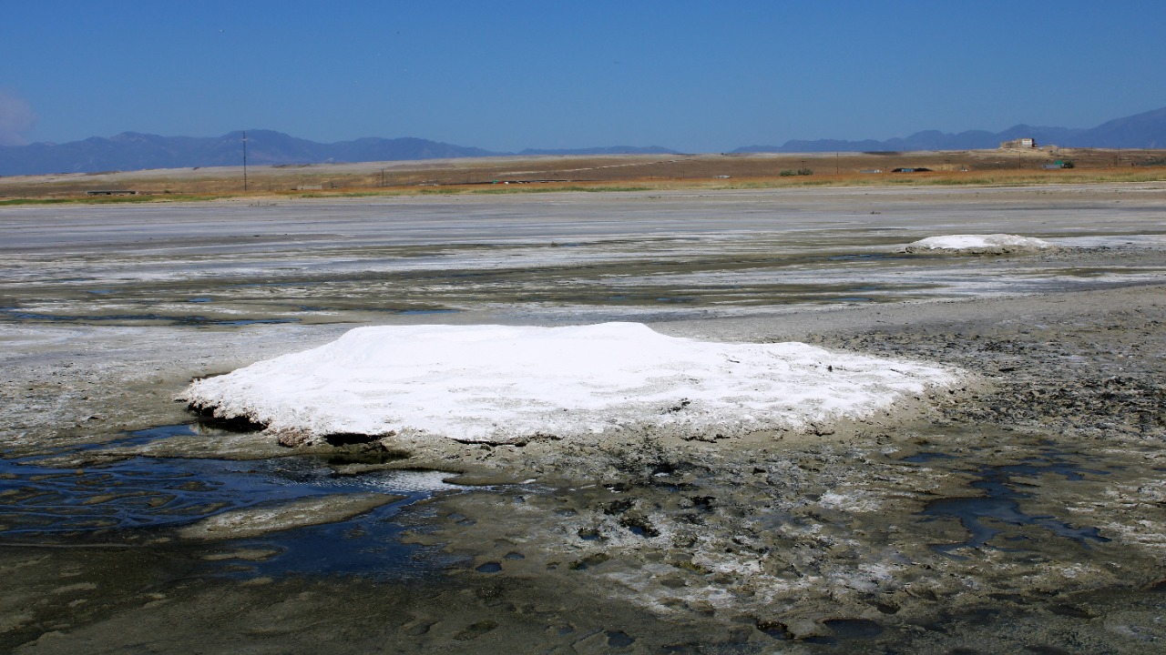 Scientists find a never-before-seen animal living in Great Salt Lake
