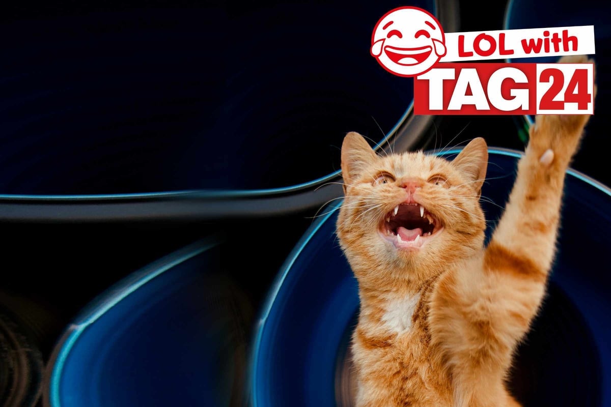 Joke of the night for January 11, 2025: The best cat jokes to laugh ...