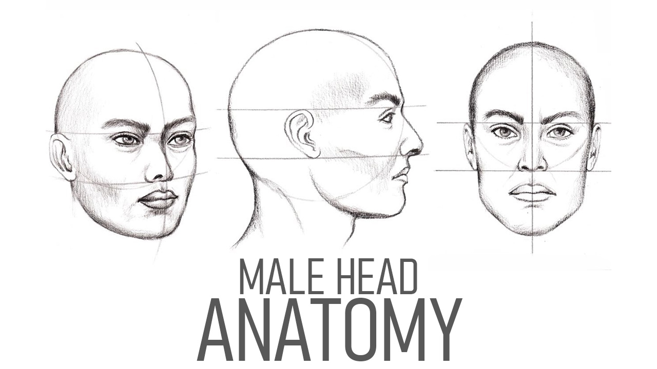 Learn male head anatomy drawing with easy construction methods
