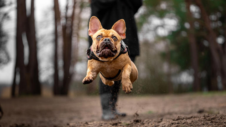 Frenchie's hilarious 'crab walking' has everyone doing a double take