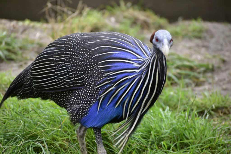 The science behind the vulturine guinea fowl’s striking feathers