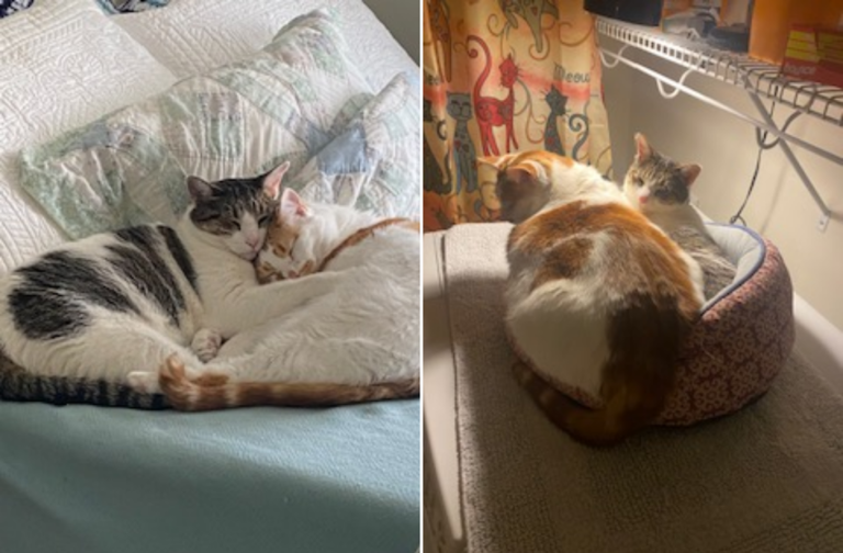 One-eyed cat found by dumpster wins pet of the week