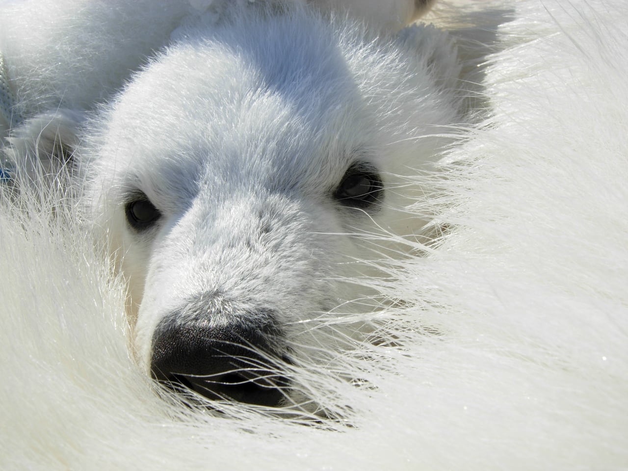 Arctic communities testing new 'bear-dar' to detect wildlife threats