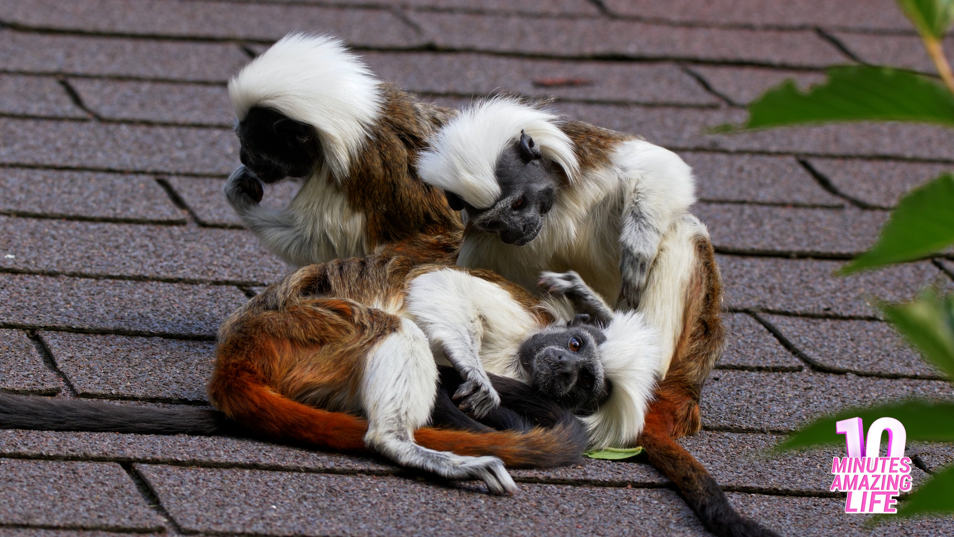 Playful cotton top tamarins bonding