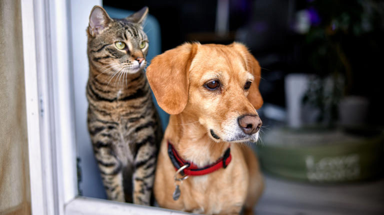 Beagle and her cat sibling snuggle like soulmates and it's true sweetness