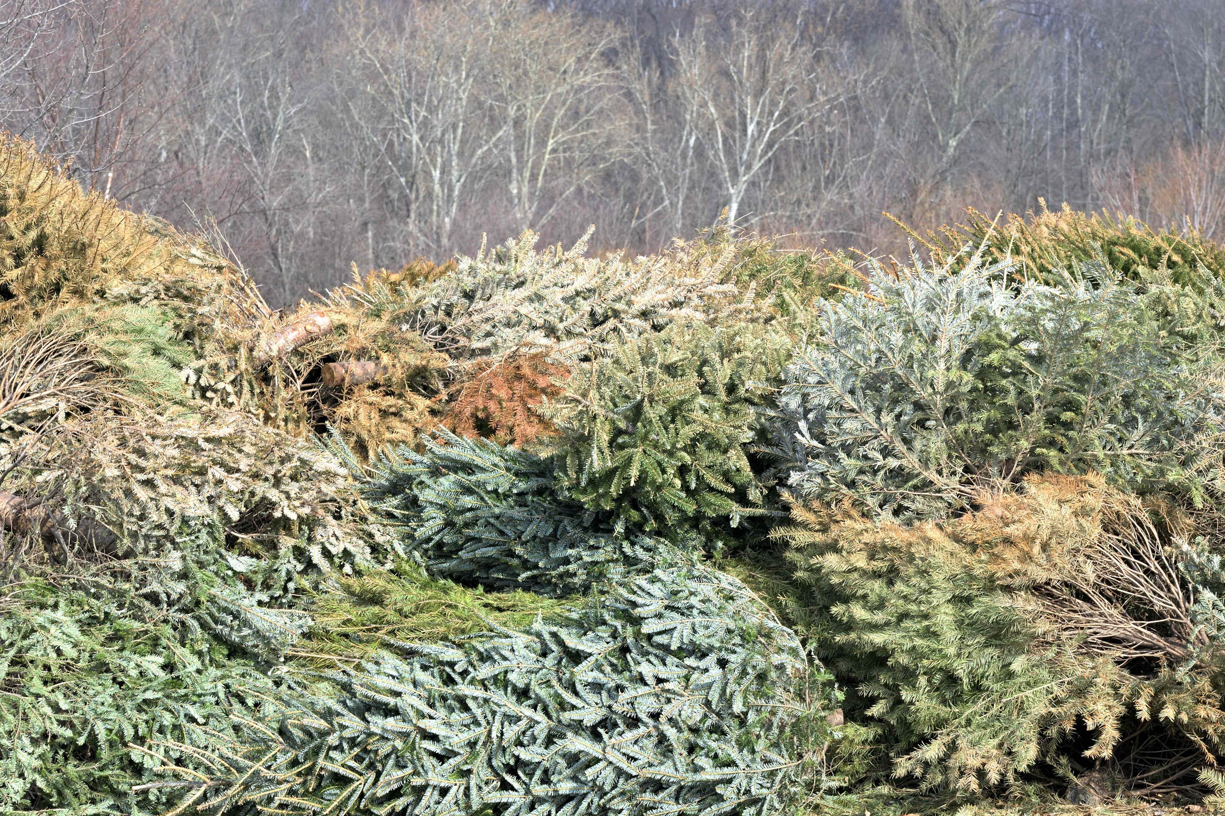 How to recycle your Christmas tree so you're not just dragging it to ...