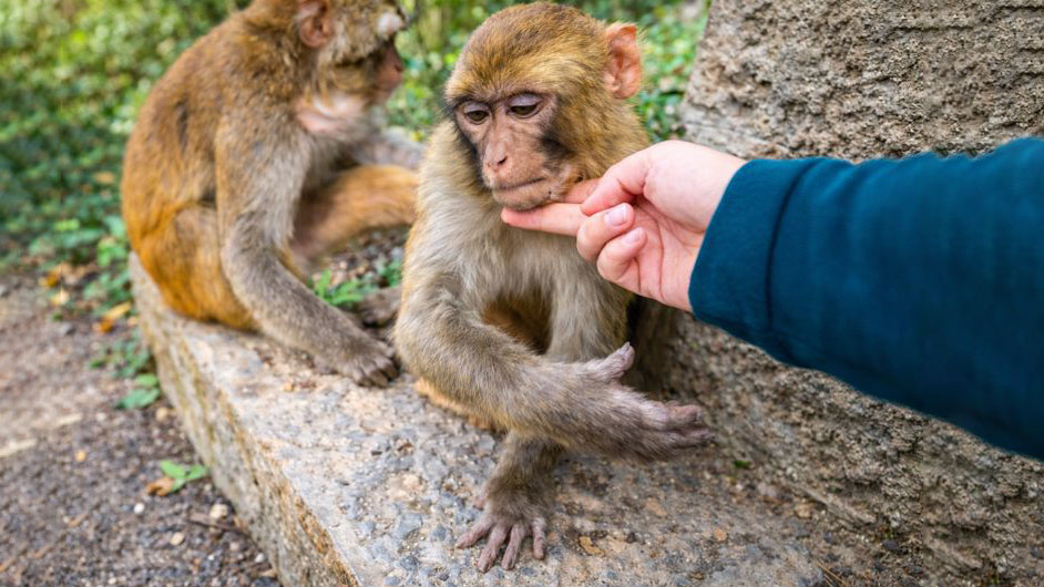 Cute monkey feels safe around humans