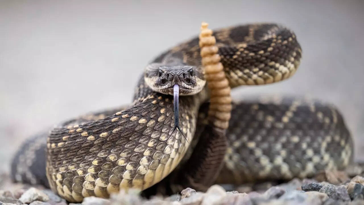 Snakes in Spain: Everything to know about venomous vipers, non-venomous ...