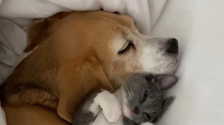 Beagle and her cat sibling snuggle like soulmates and it's true sweetness