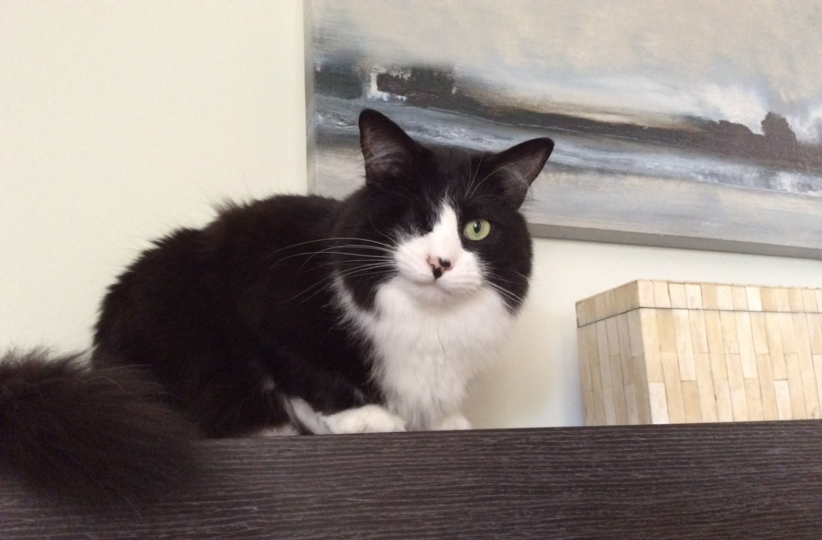 One-eyed cat found by dumpster wins pet of the week