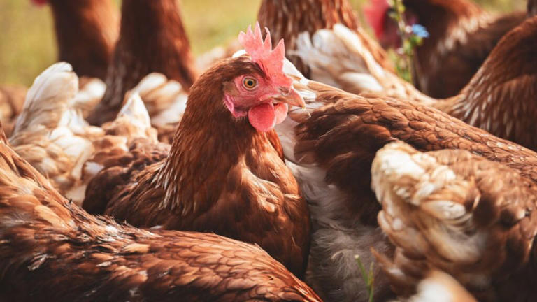This homesteader breaks down what to do with old chickens that stop ...