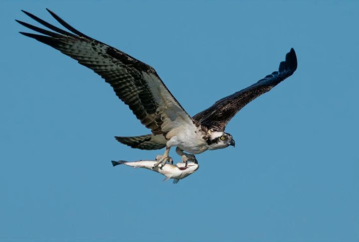 15 intriguing facts about the bald eagle