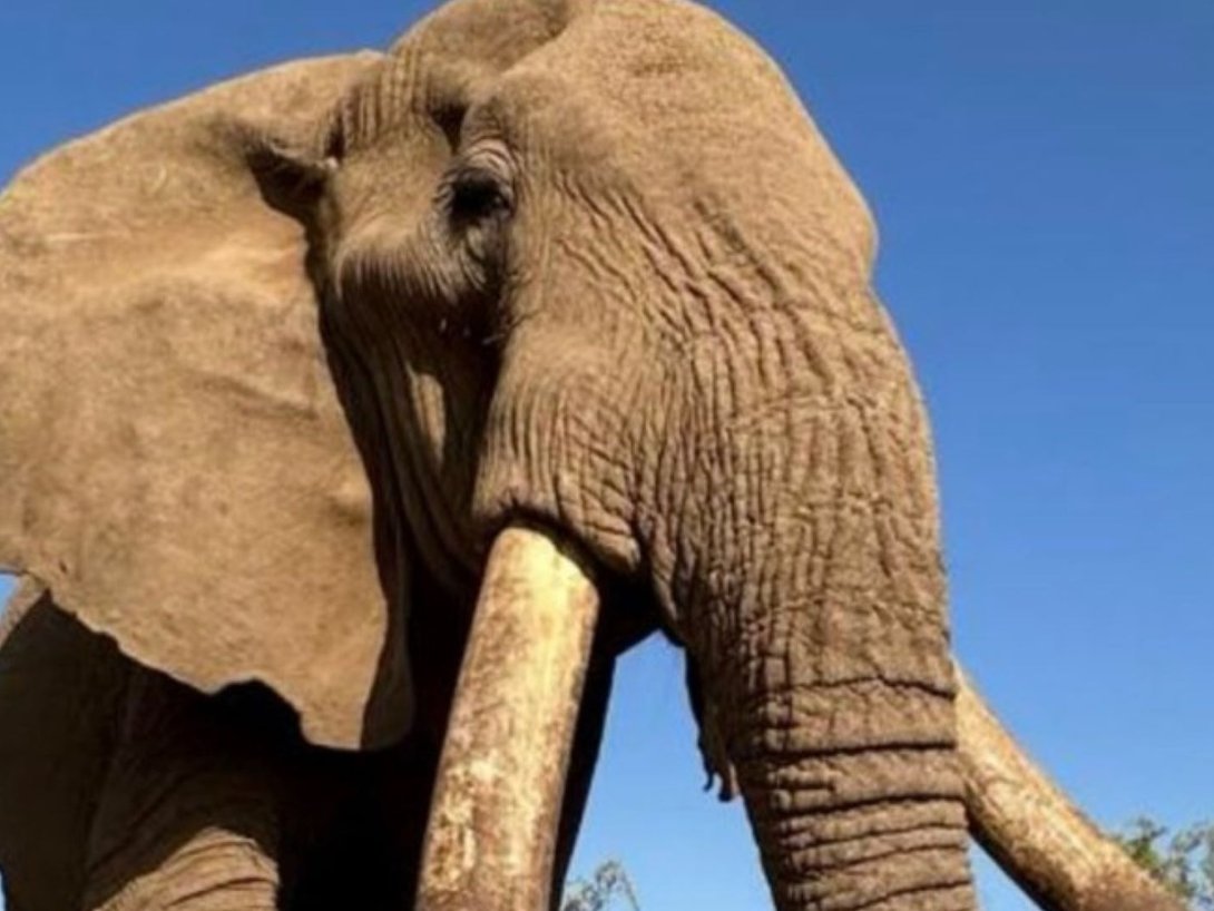 Weltberühmter Elefant Craig im Alter von 54 Jahren gestorben