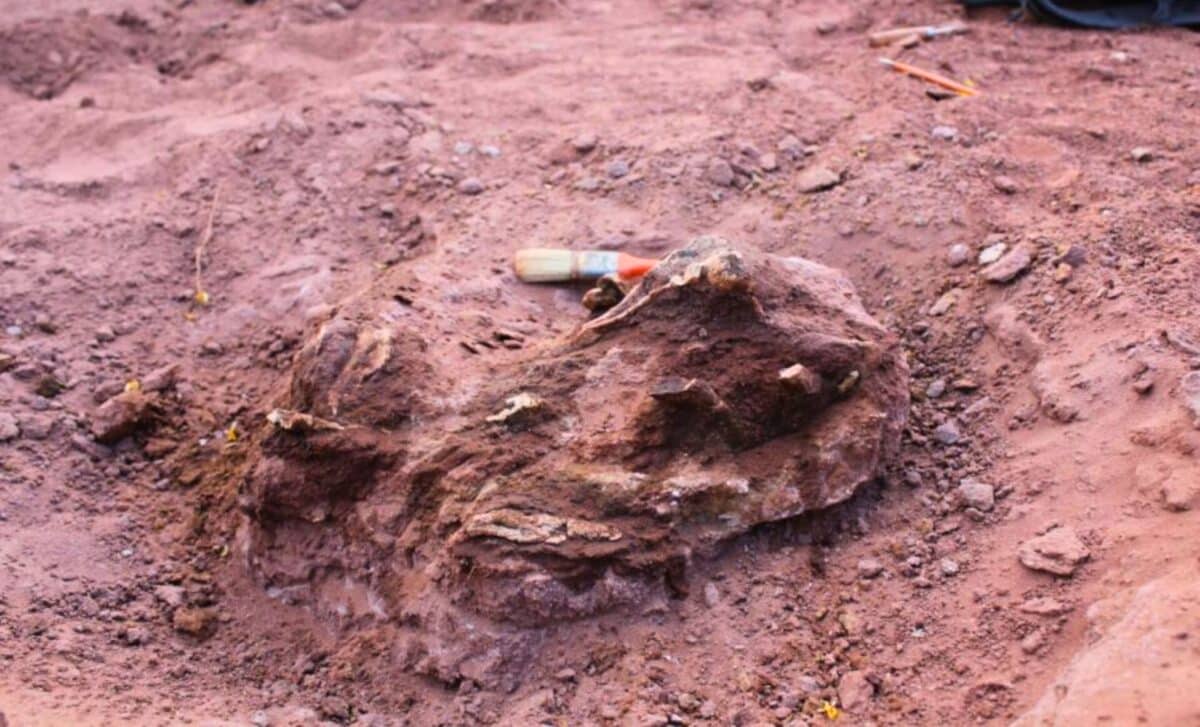 80-million-year-old dinosaur dug up in Argentina has an intact skull ...