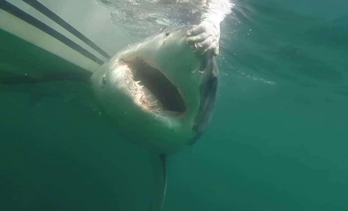 A 12-foot shark just showed up in a bizarre new location, what is it ...