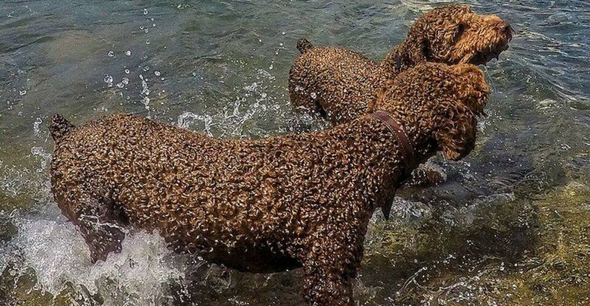 These dogs feel like a new wave choice – 10 breeds people keep ...