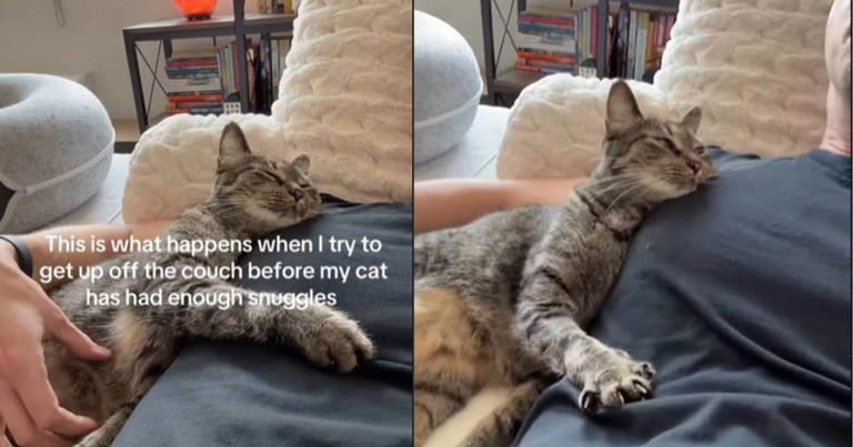 Cat does this for extra snuggle time with owner