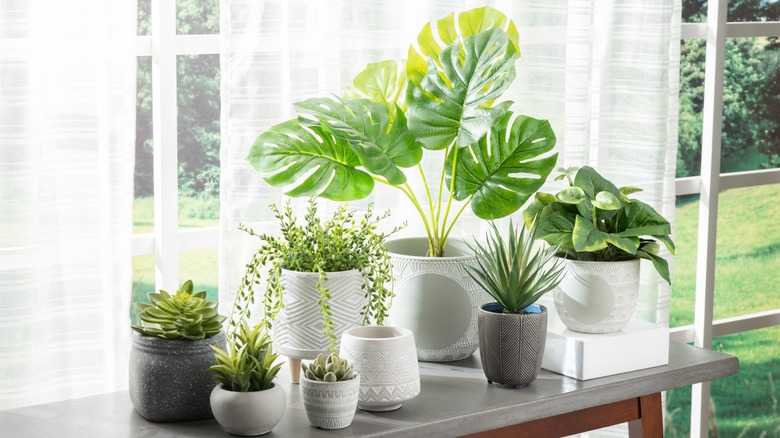 How to choose a fake plant that looks most like the real thing