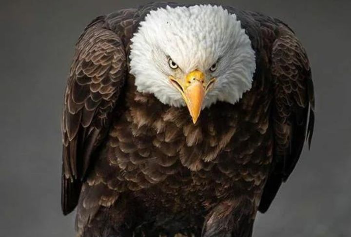 15 intriguing facts about the bald eagle