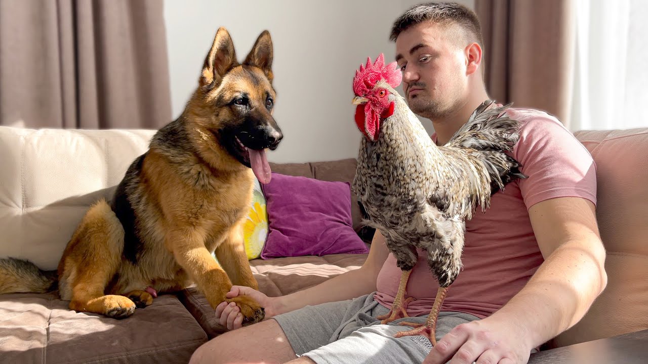 German shepherd tries to understand what a rooster is