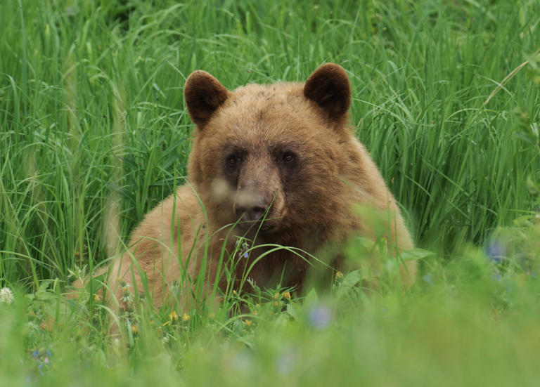 A woman’s life among black bears taught her a lot about being human