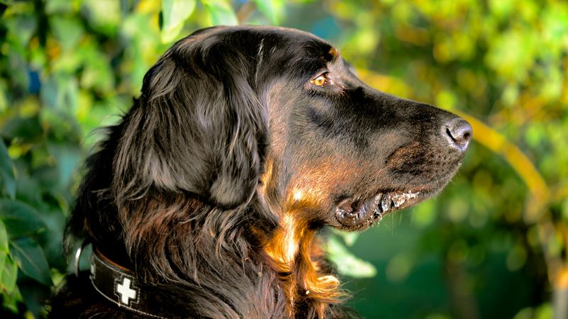 These dogs have "Old Europe" vibes – 10 breeds with classic regional roots
