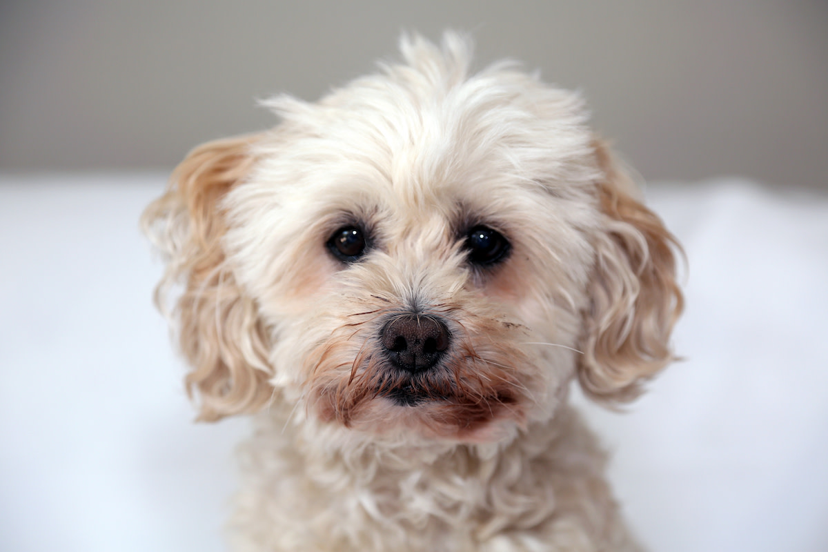 Puppy rescued from self-compacting trash bin gets the most fitting ...