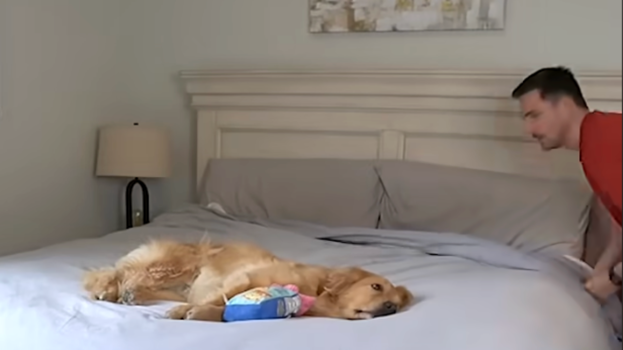 19 pounds down and a whole new dog!